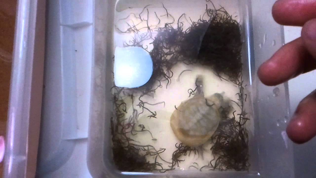 CLOWN FLORIDA SOFTSHELL (hypo leucistic florida softshell turtle ...