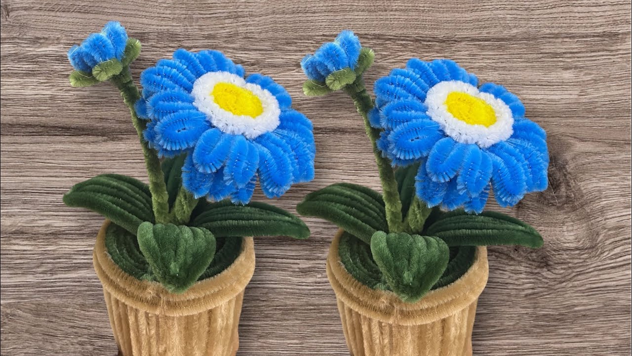 Bunga daisy biru - YouTube