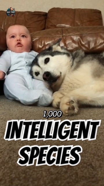 The Smartest Animals After Humans! 🤯🐾 #youtubeshorts #shortsfeed # ...