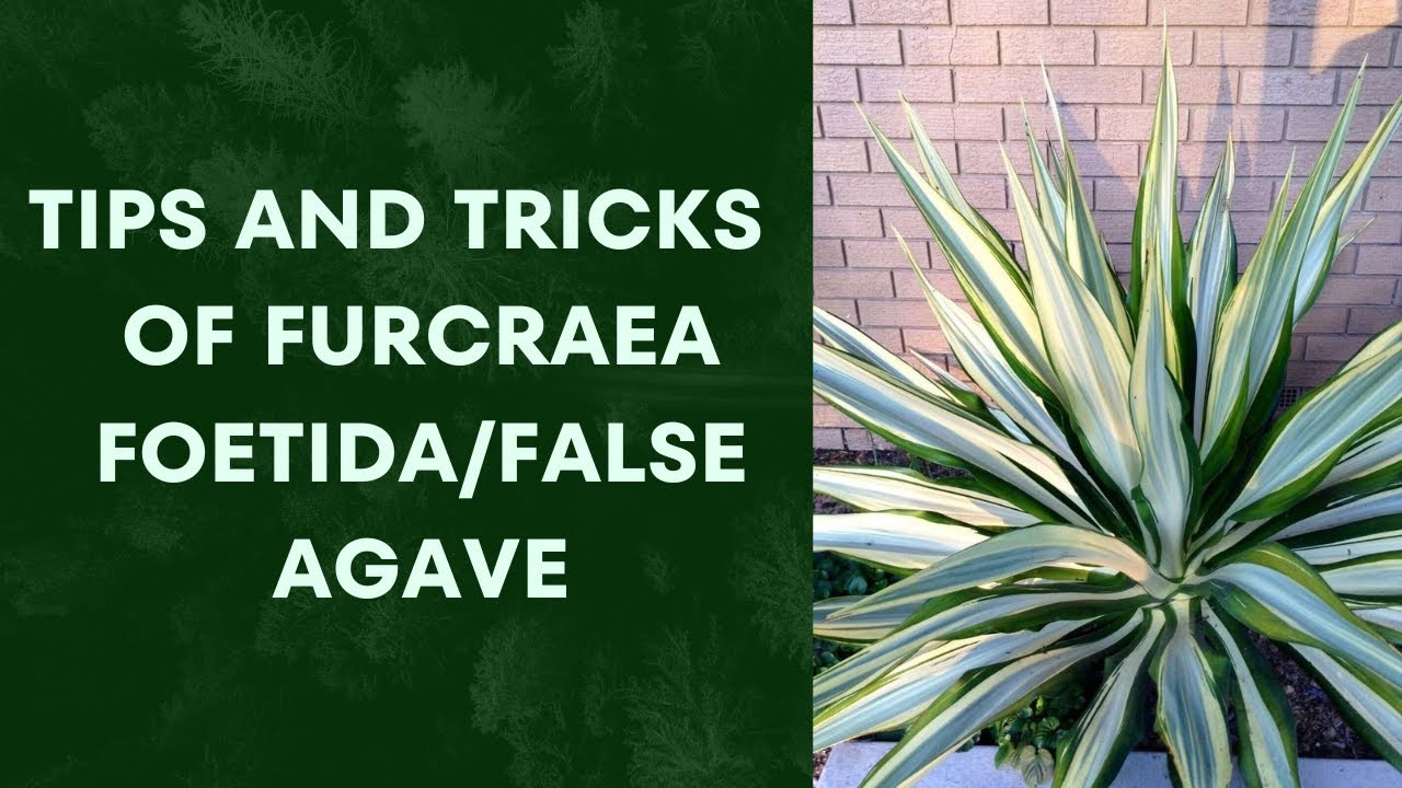 Furcraea foetida/ false agave indoor outdoor plant - YouTube