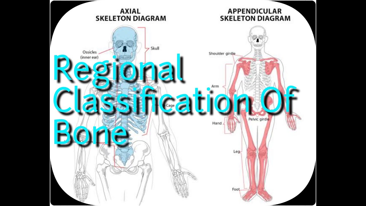 Regional Classification of Bone - YouTube