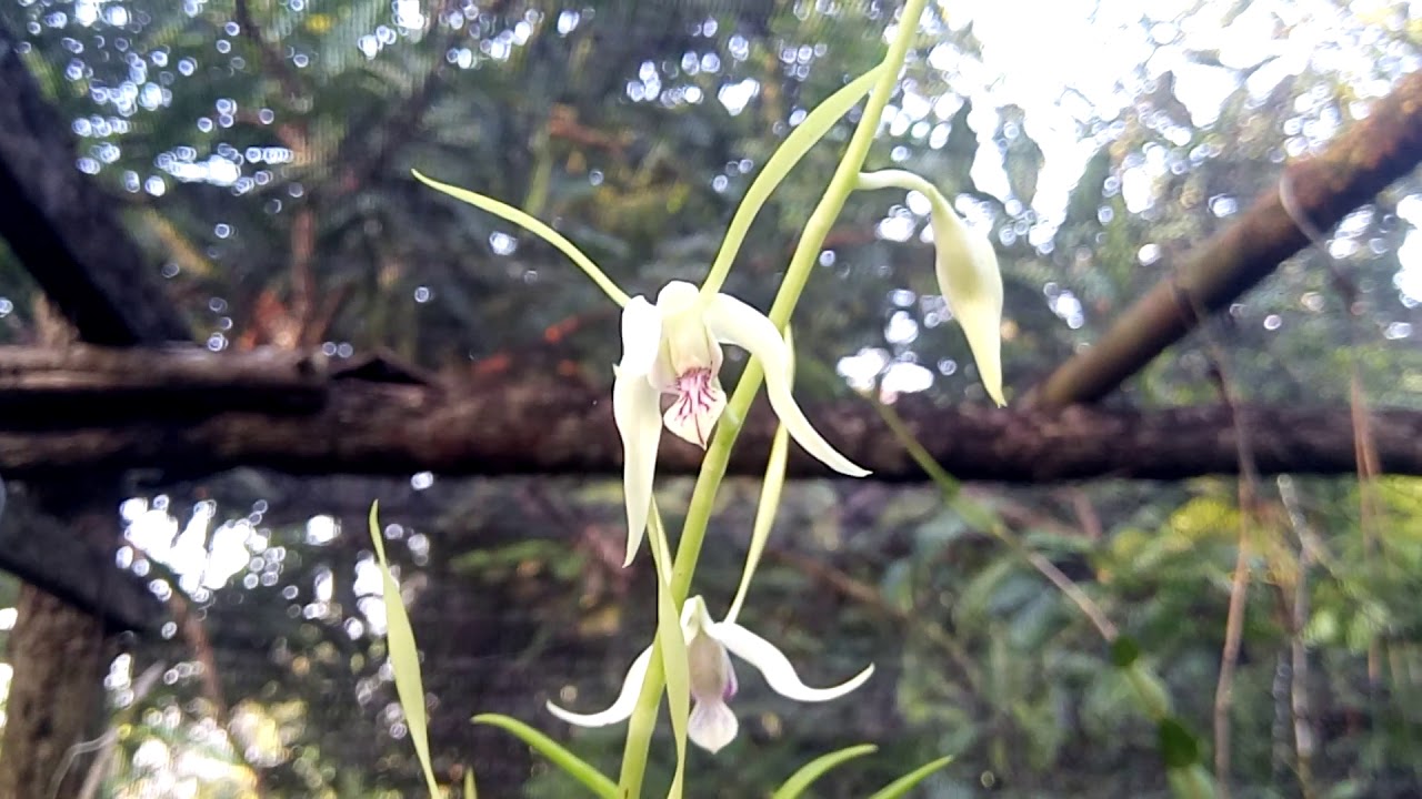 Dendrobium Antenatum long horn - YouTube