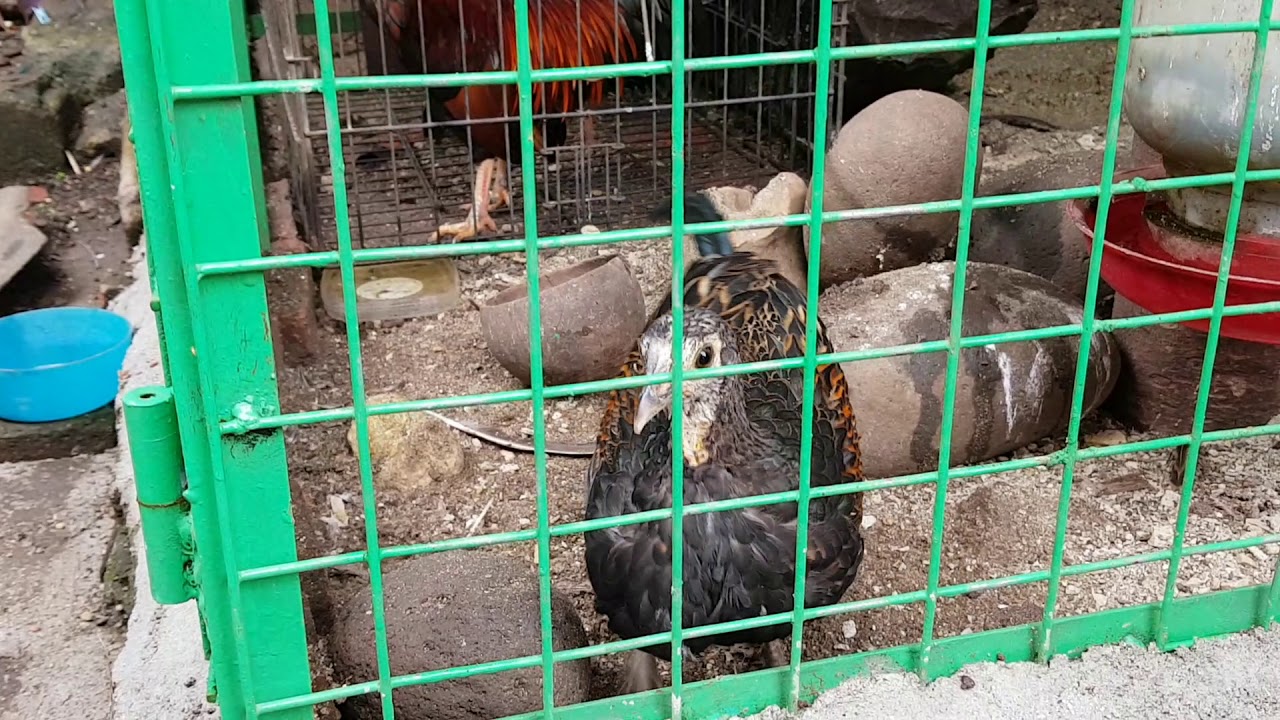 Pelepasan ayam alas hijau muda ke kandang lebih besar - YouTube