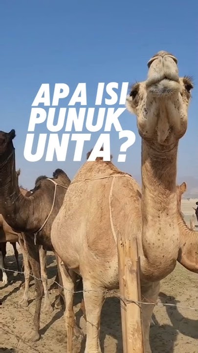 FAKTA SEBENARNYA ISI PUNUK UNTA🐫⁉️#unta #arabic #arab #ramadan #puasa #shorts - YouTube