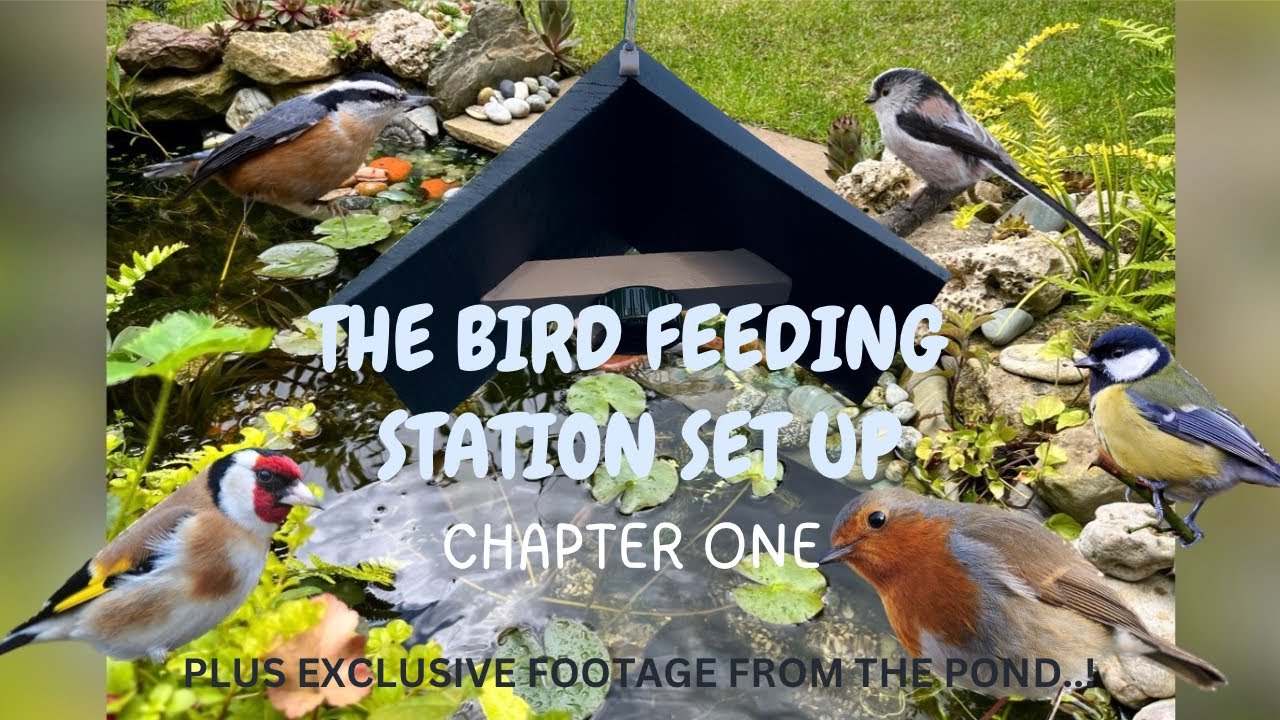 Feeding The Wild Birds Attract More Into Your Garden - Home Made ...