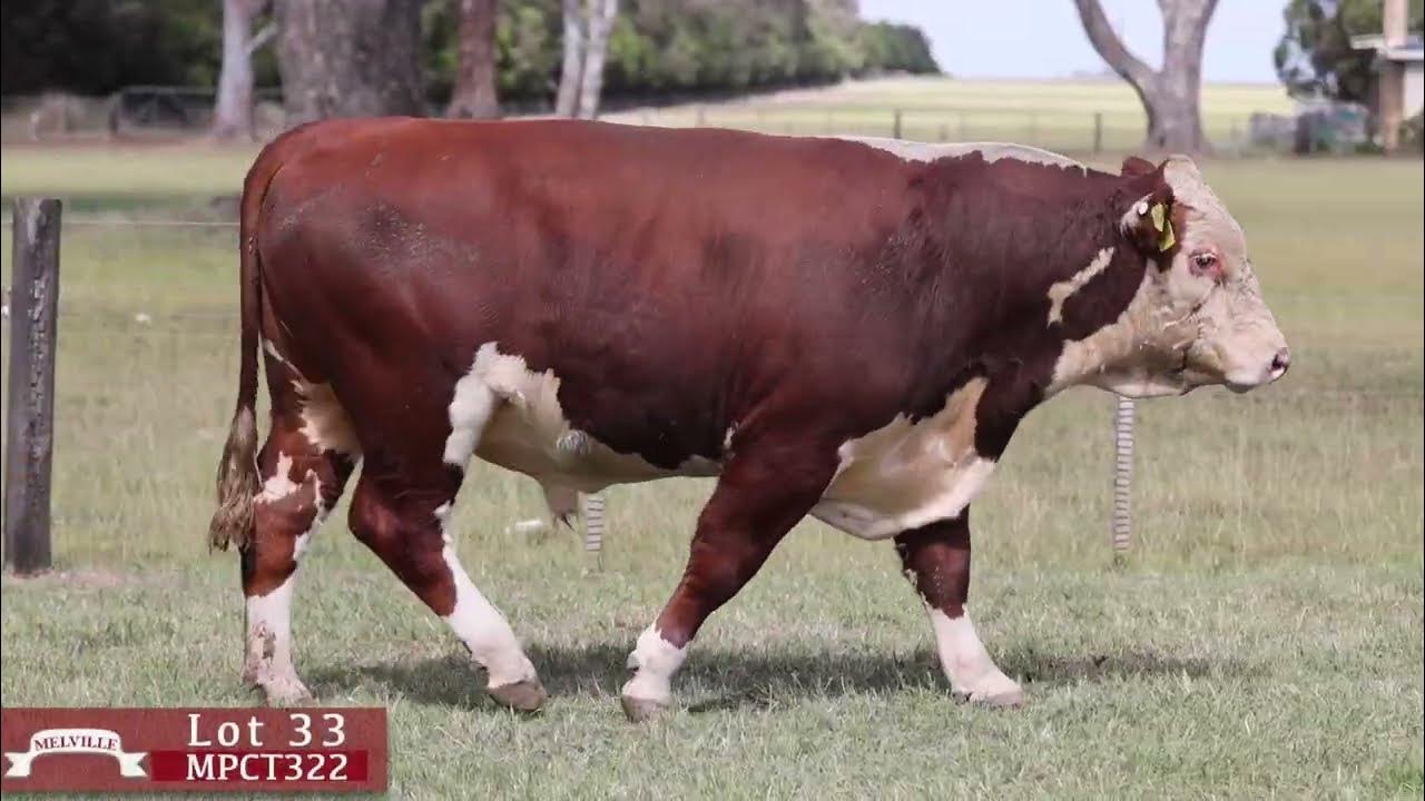 Lot 33 MPCT322 Melville Park Herefords 2024 - YouTube