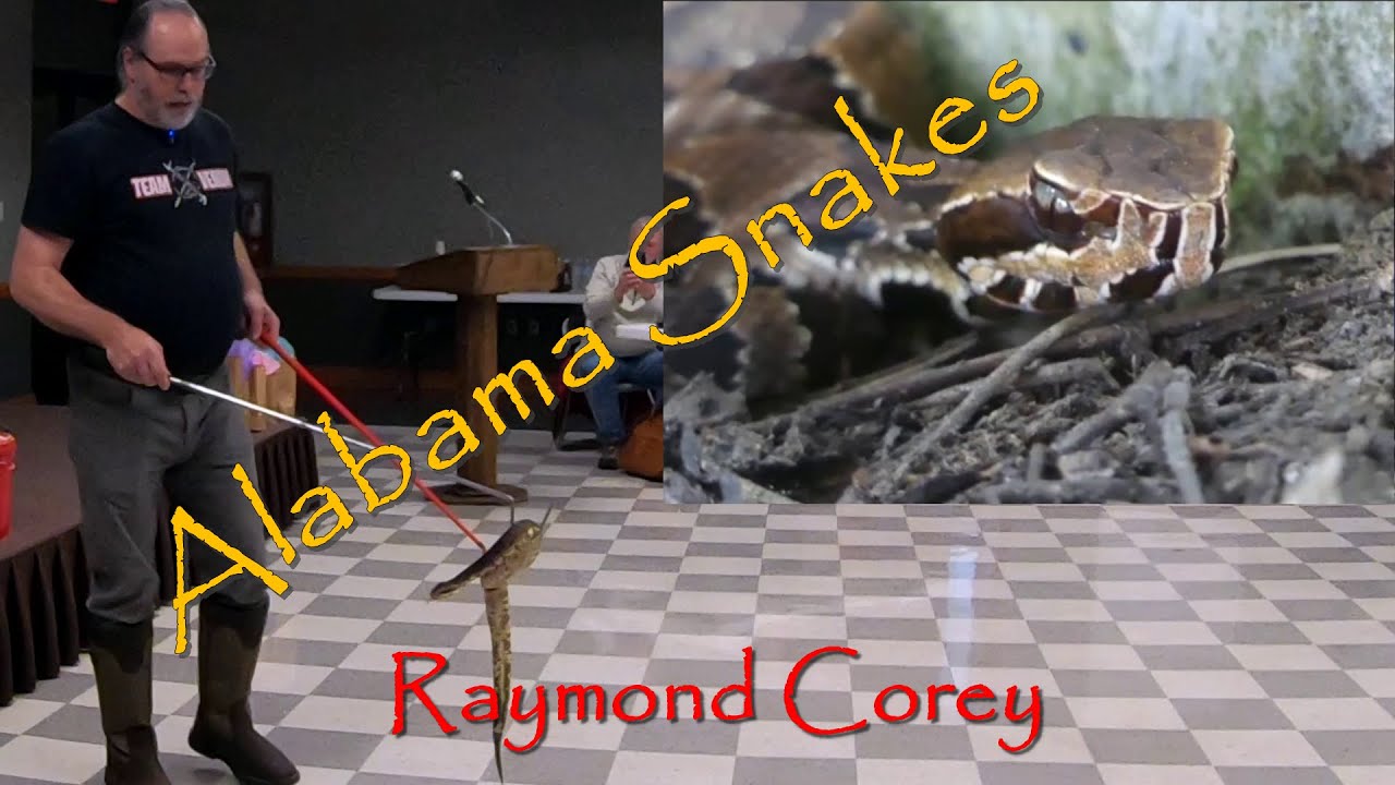 Copper head / Cotton Mouth / Timber Rattler / Pigmy Rattle Snake ...