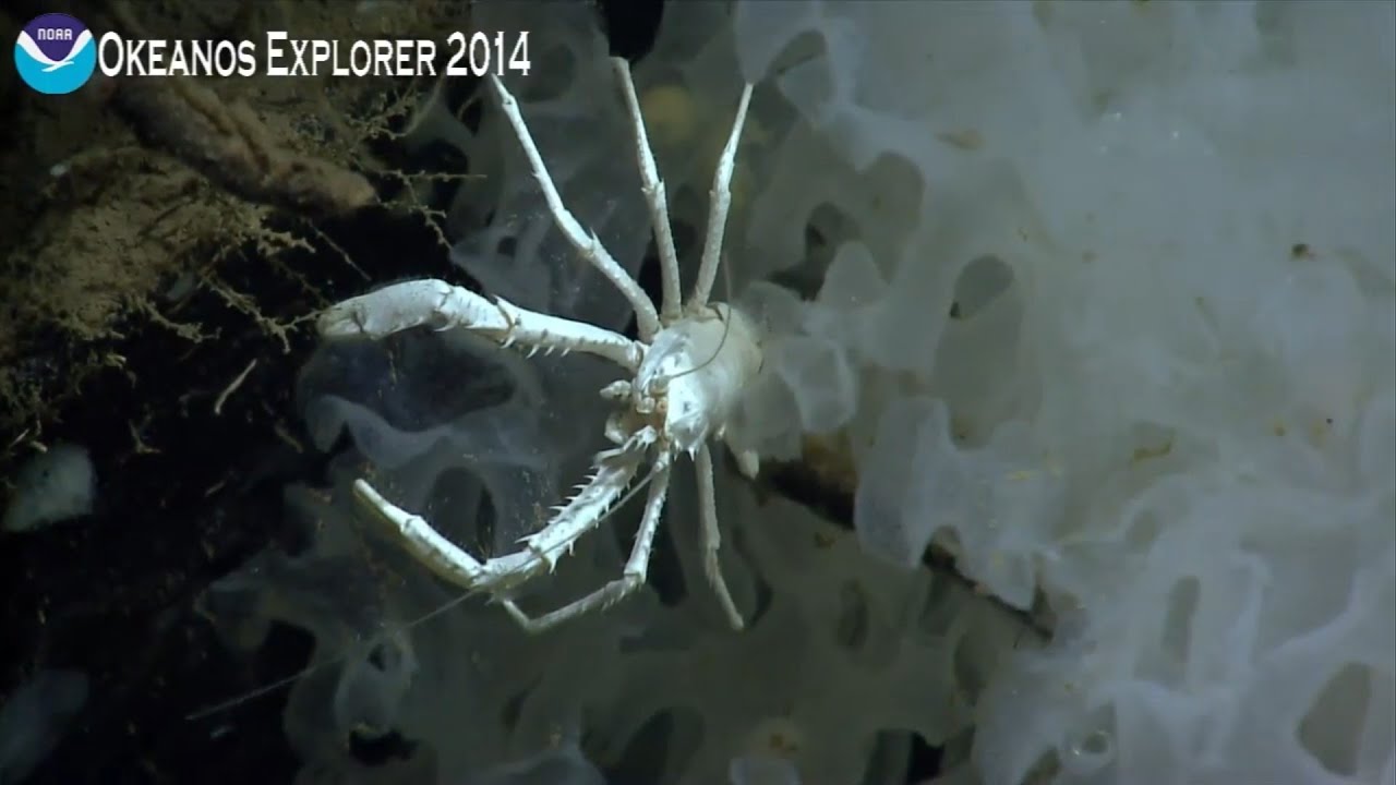 EX1402L3 Dive 12 Part 2 WR0325 and Tar Lilies Apr 24 2014 - YouTube
