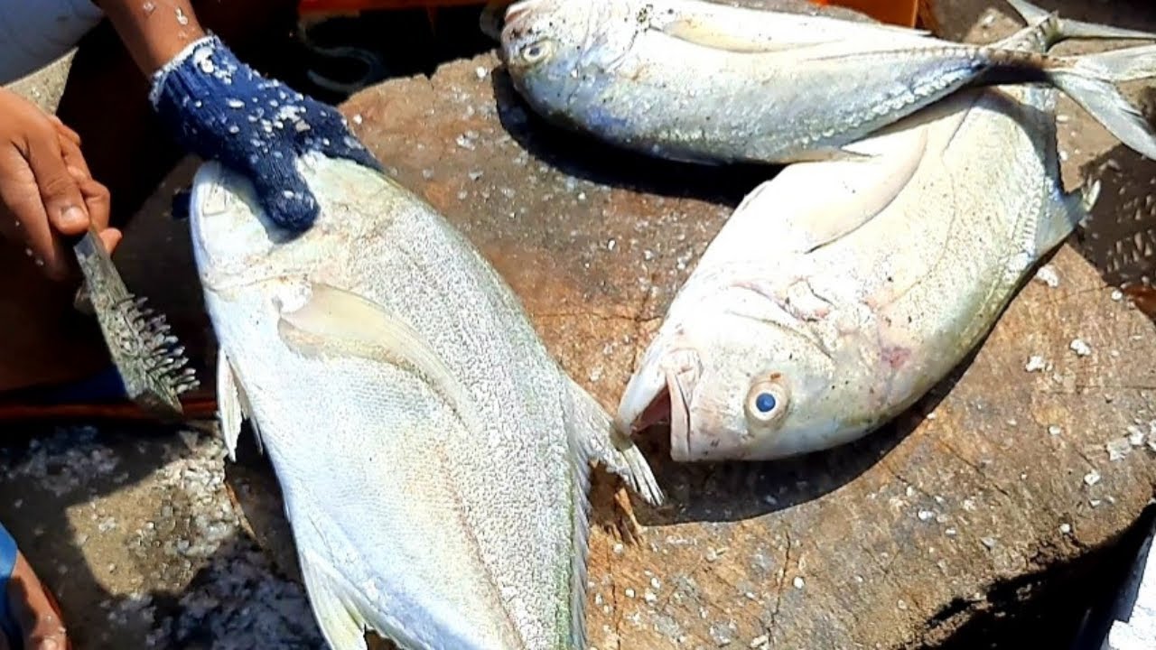 Trevally Fish Cutting Skills/Indian Fish Market - YouTube