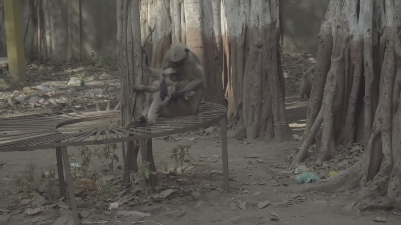 Kabirvad 023 - Kabirvad Free Stock Video - Raw & Log Footage - YouTube