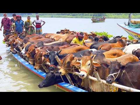 Cow unloading, cow videos, cow video, animal, big cow, cattle, moo, cow, 393