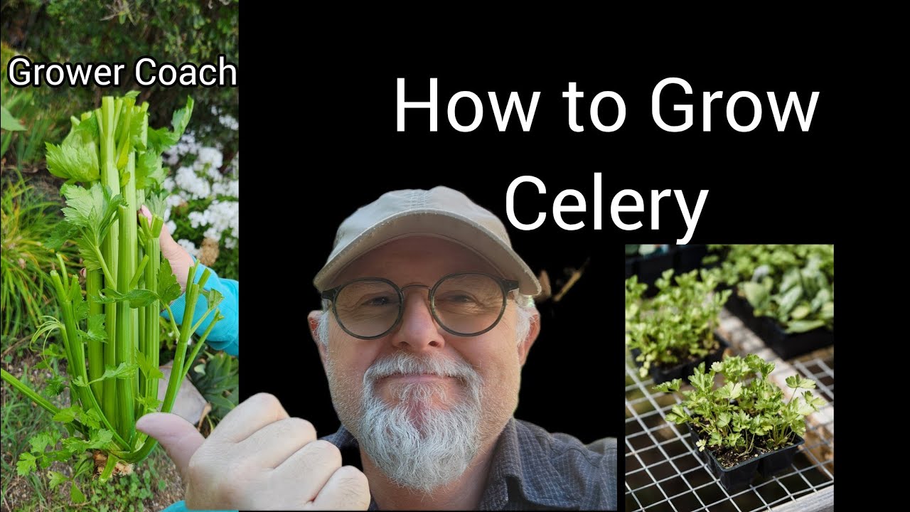 How to grow Celery! So delicious and nutrient rich! - YouTube