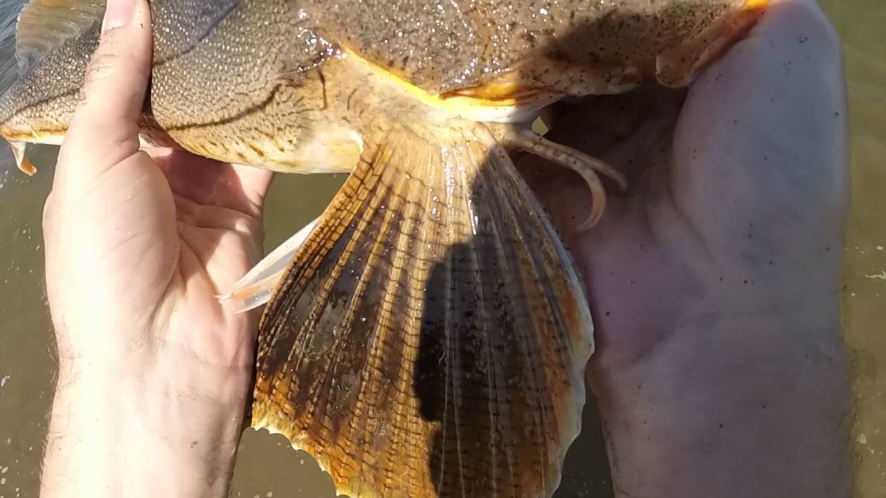 Sea Robin & Small Fluke Surf Fishing During a Heatwave - YouTube