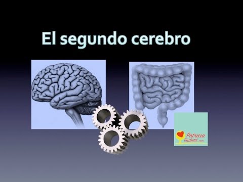El segundo cerebro. Estómago y cerebro trabajan conjuntamente en pro de ...