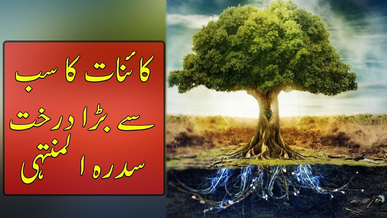 Tree on 7th Sky | Sidra tul Muntaha | Urdu / Hindi - YouTube