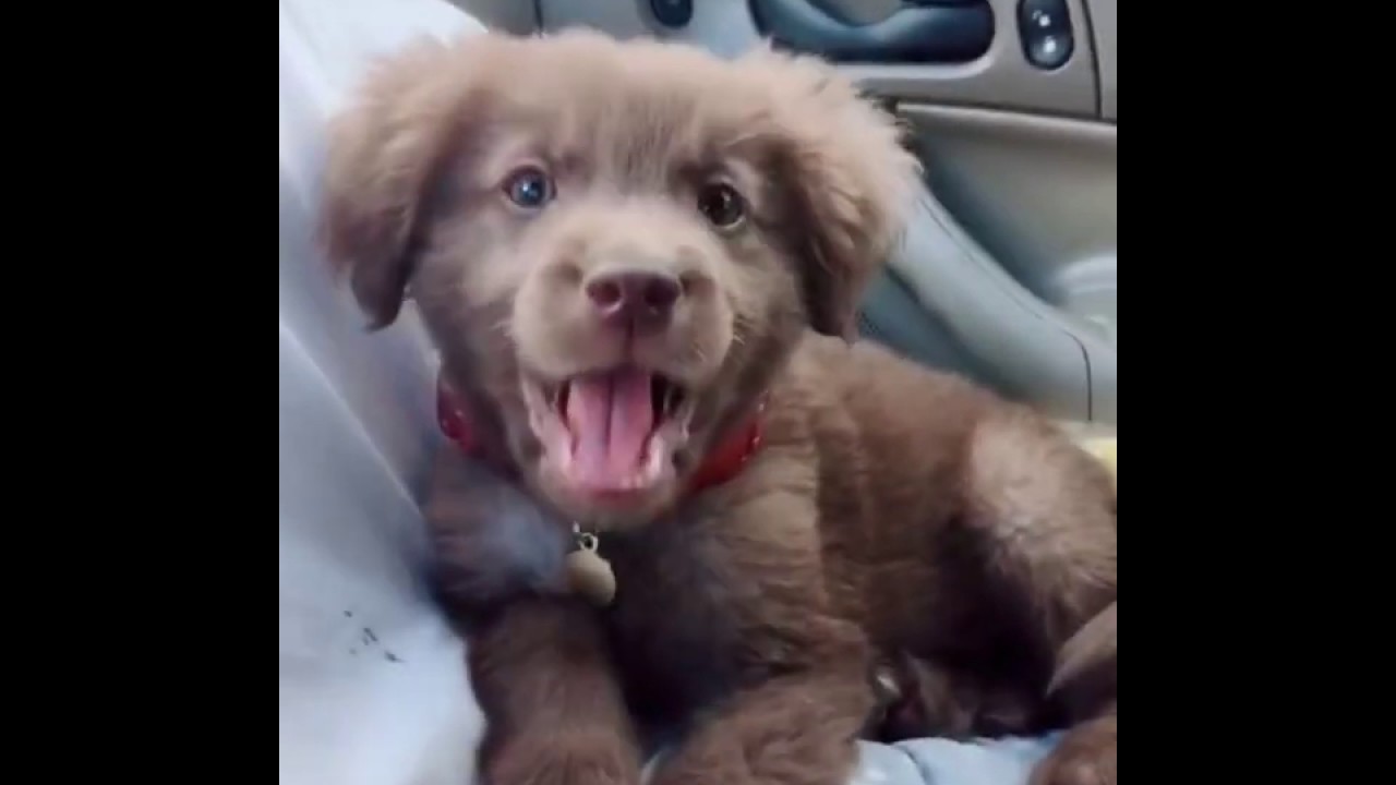 Cute puppy barking. - YouTube