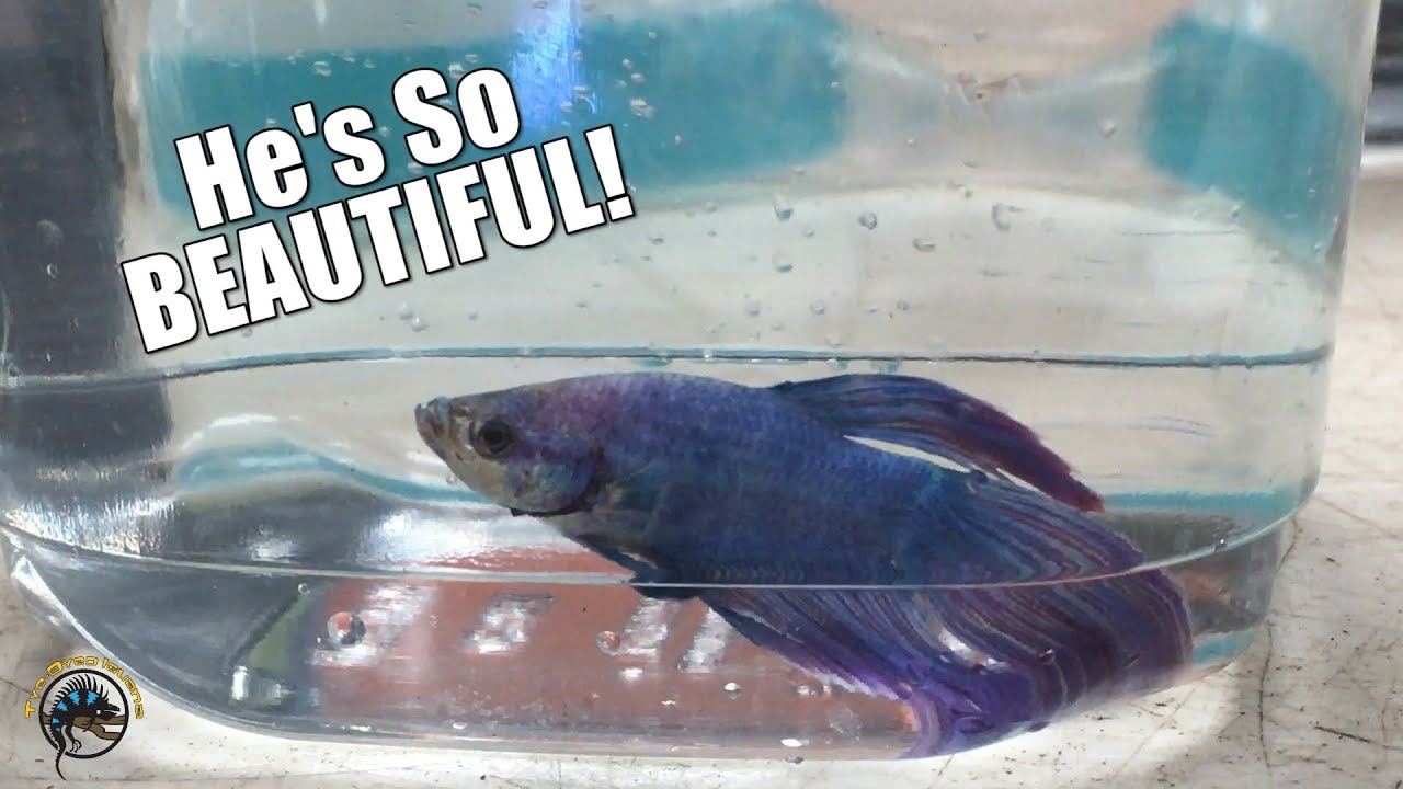 The Most BEAUTIFUL "Normal" Bettas We've Ever Seen! 🐠 - YouTube