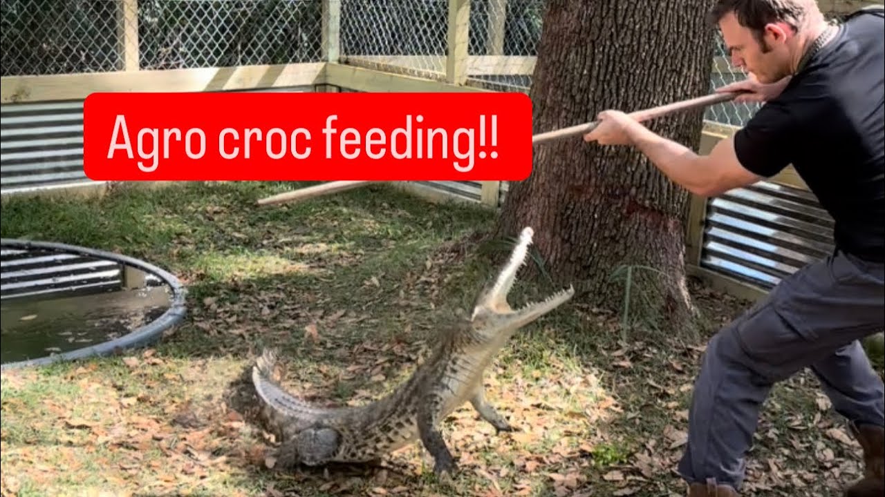 Agro croc feeding! - YouTube