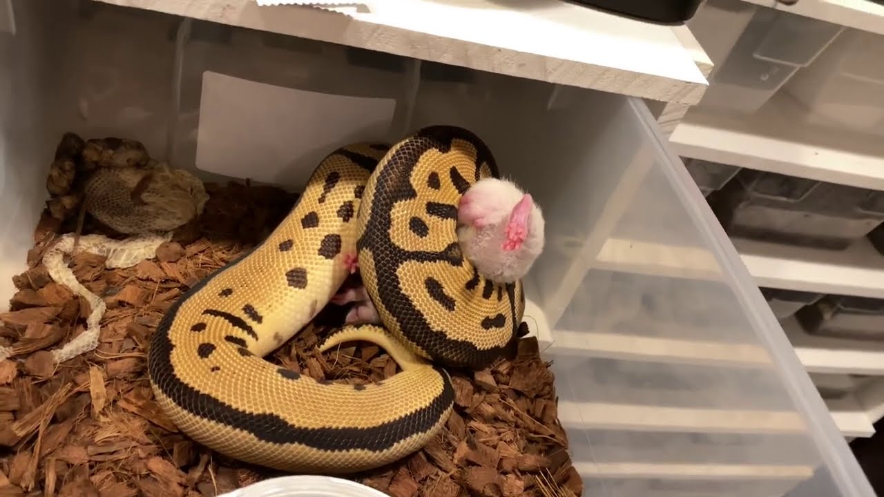 Ball python live feeding - YouTube