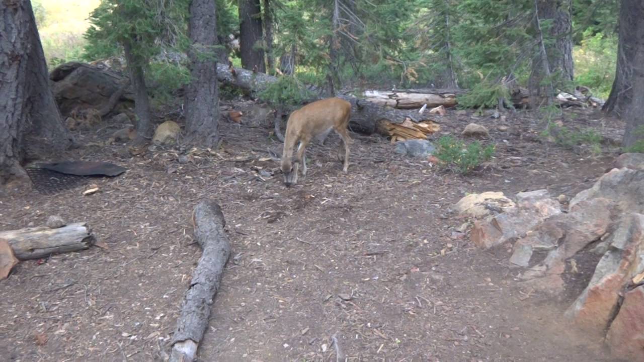 Deer in Camp, Deer Creek, Trinity Alps, California - 00112 - YouTube