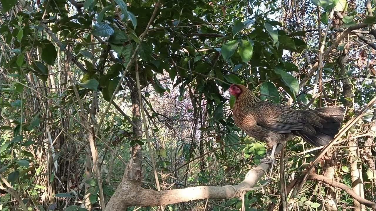 Poj Qaib Seev Zoo Heev 23/1/2025 - YouTube