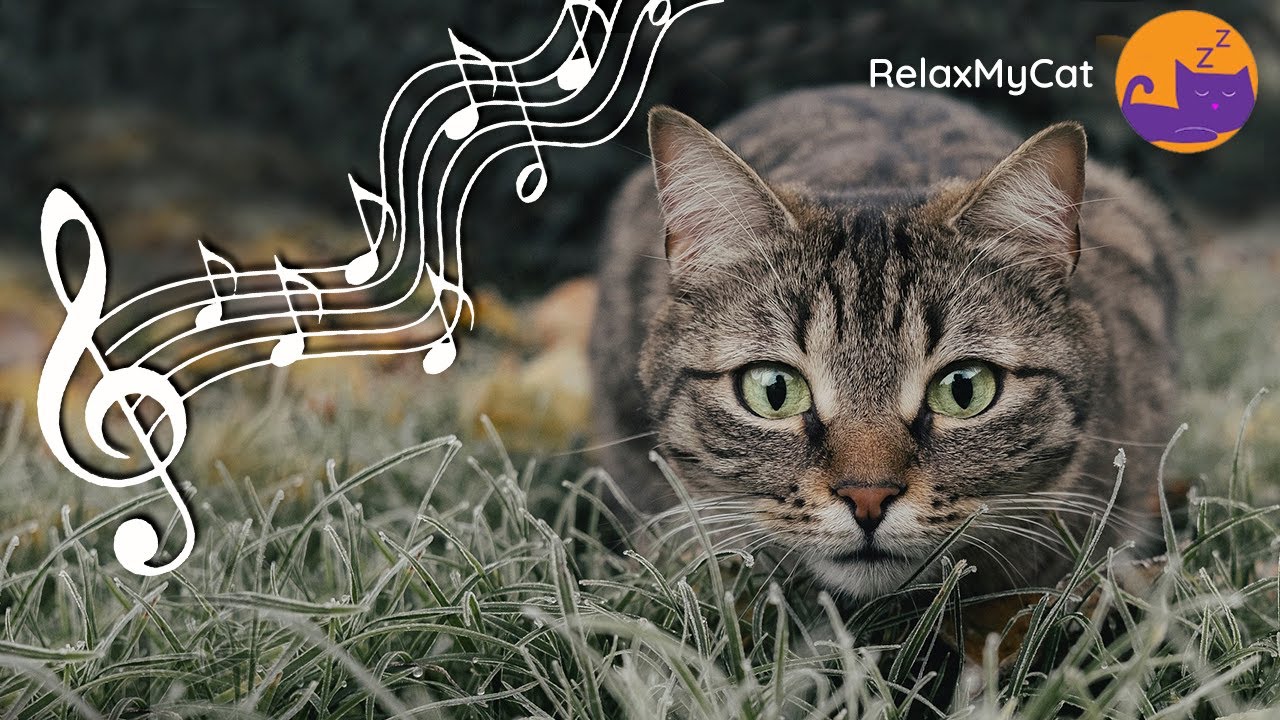 Calming Cat Music: Soothing Sounds to Help Your Kitty Relax 🐱 - YouTube