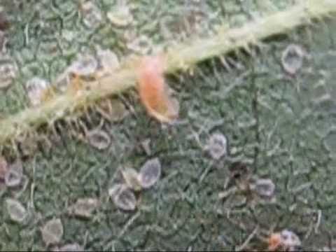 MIDGE FLY, WHITE FLIES & BT COTTON - YouTube