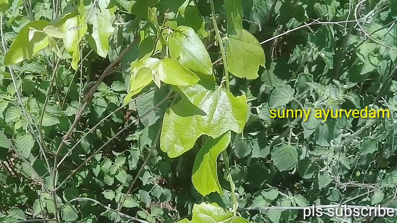 పాతళగరుడ తీగ (దూసరితీగ) ఉపయోగాలు uses of dusari teega - YouTube