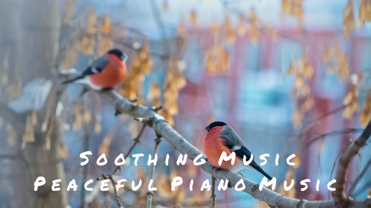 A moment of calm with relaxing music in background| Peaceful calm music ...