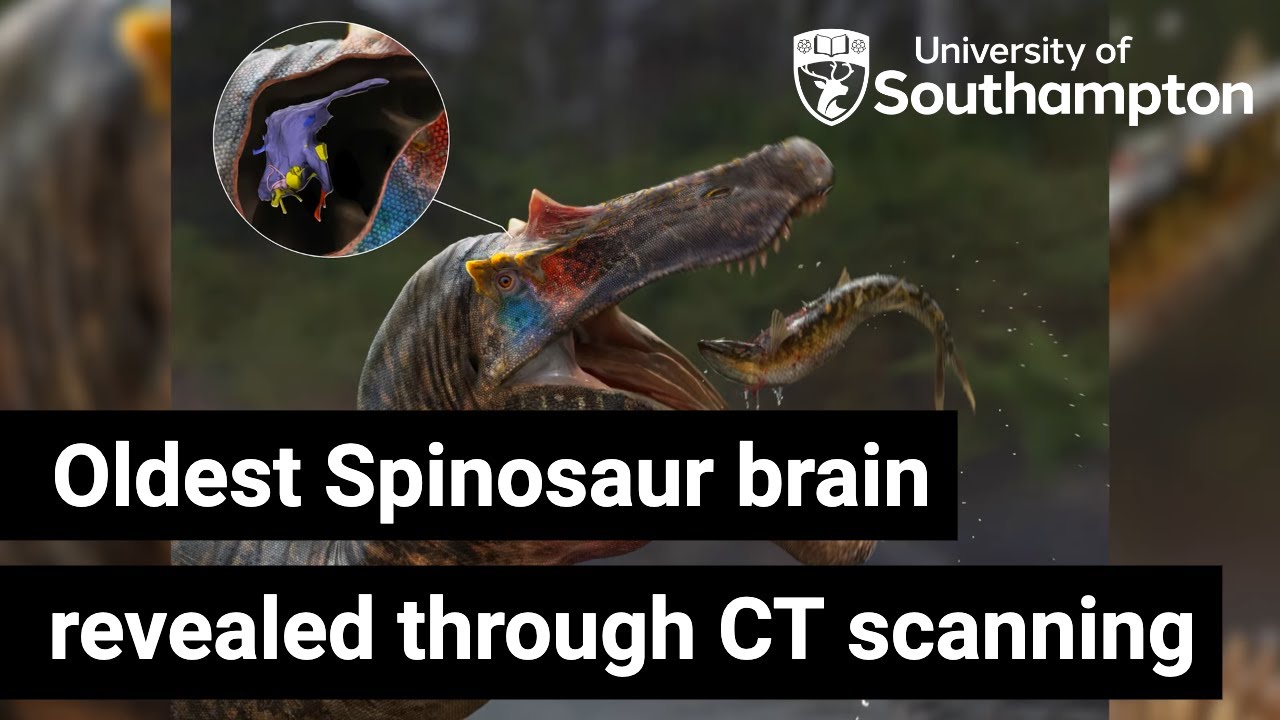 Oldest Spinosaur brains revealed through CT scanning | University of ...