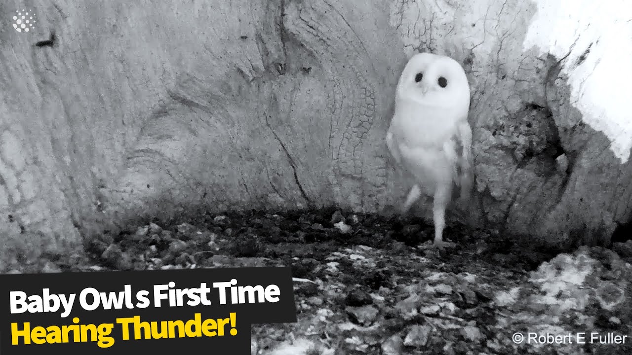 This Adorable Baby Barn Owl Just Heard Thunder for the First Time - YouTube