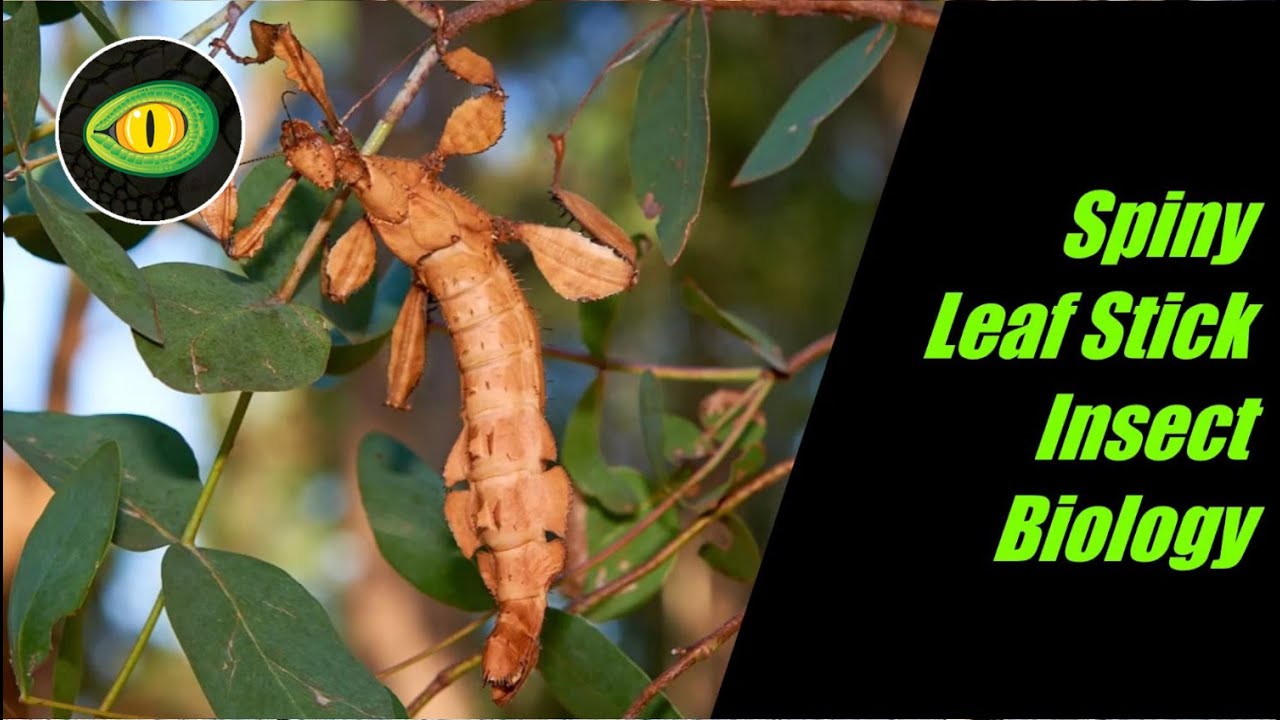 Spiny Leaf Stick Insect Biology YouTube Spiny Leaf Stick Insect Biology YouTube