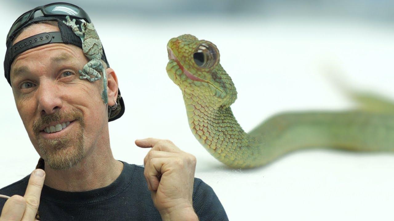 Baby African Bush Viper