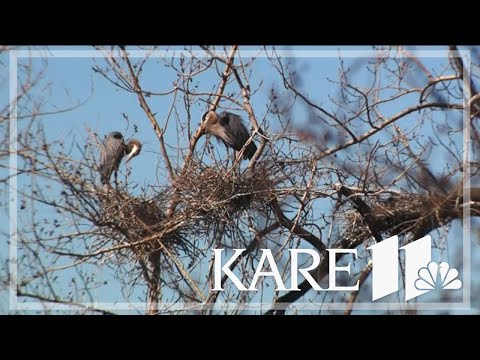 Great Blue Herons seen at rookery in Minneapolis - YouTube
