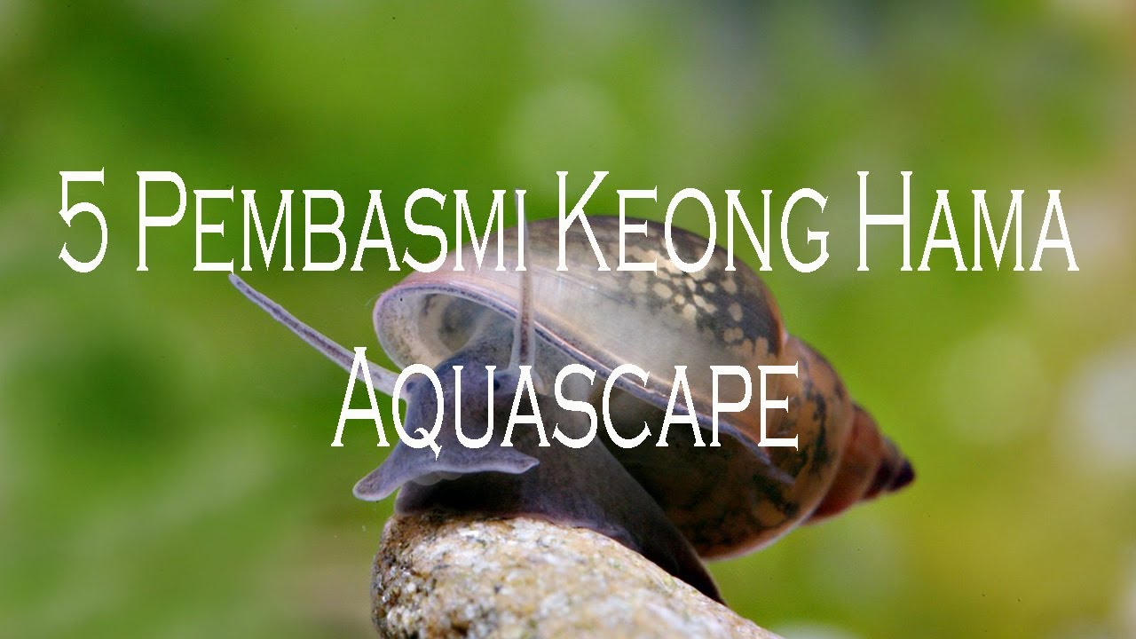 Jaminan Membasmi Keong Hama Aquascape, Coba Saja.. - YouTube