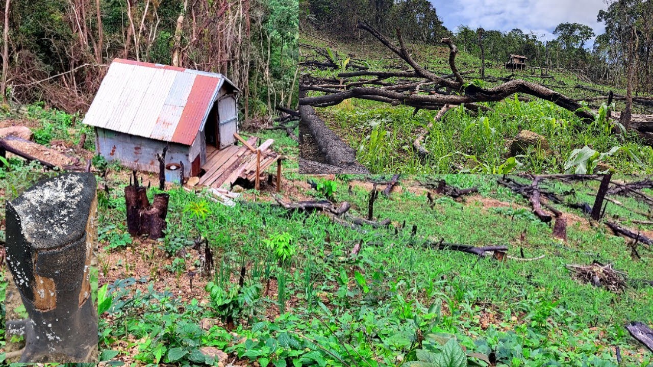Mizo lo neih dan bihchianna | Shifting Cultivation site in Mizoram ...