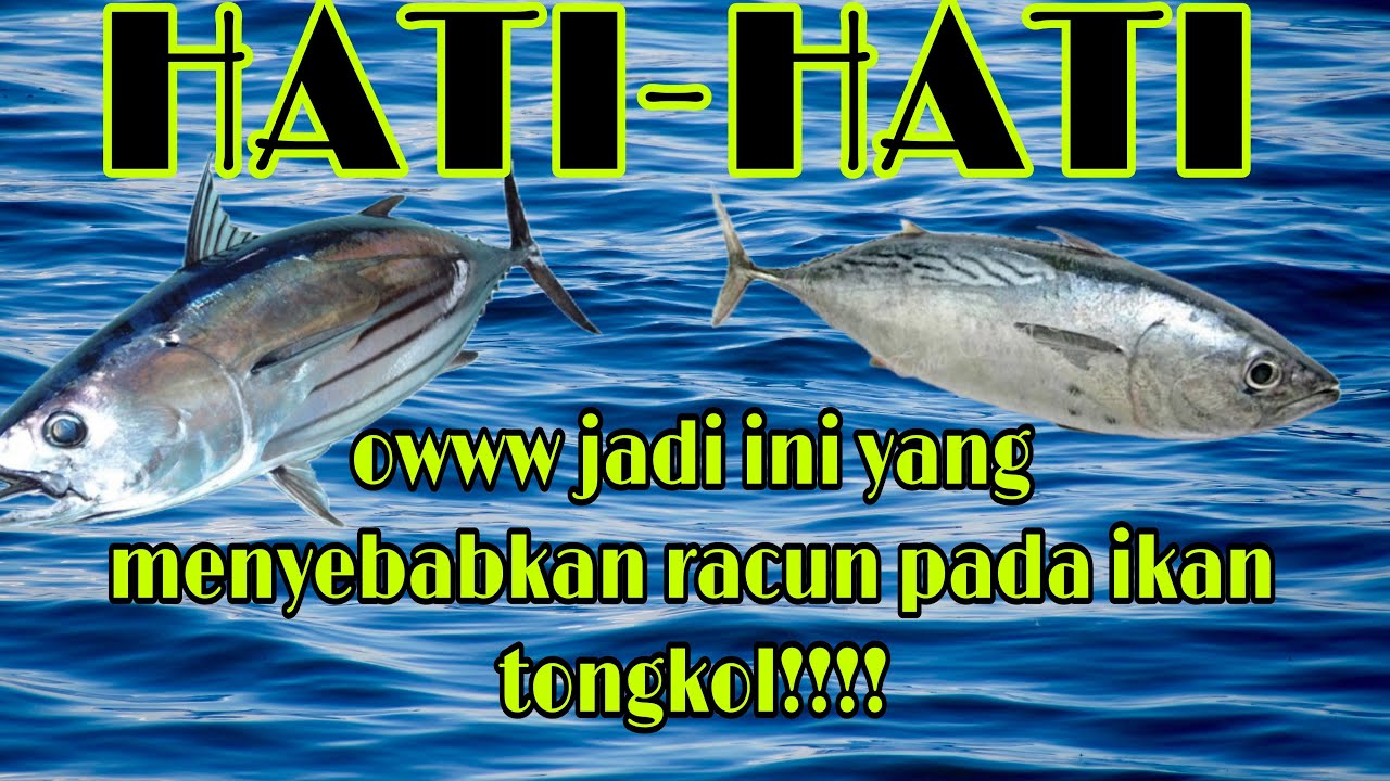 yang bikin ikan tongkol alergi dan keracunan.This is what makes tuna ...