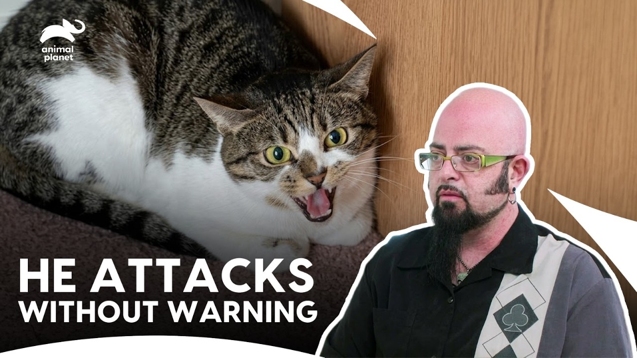 This Aggressive Cat Attacks Everything That Comes Near | My Cat From ...