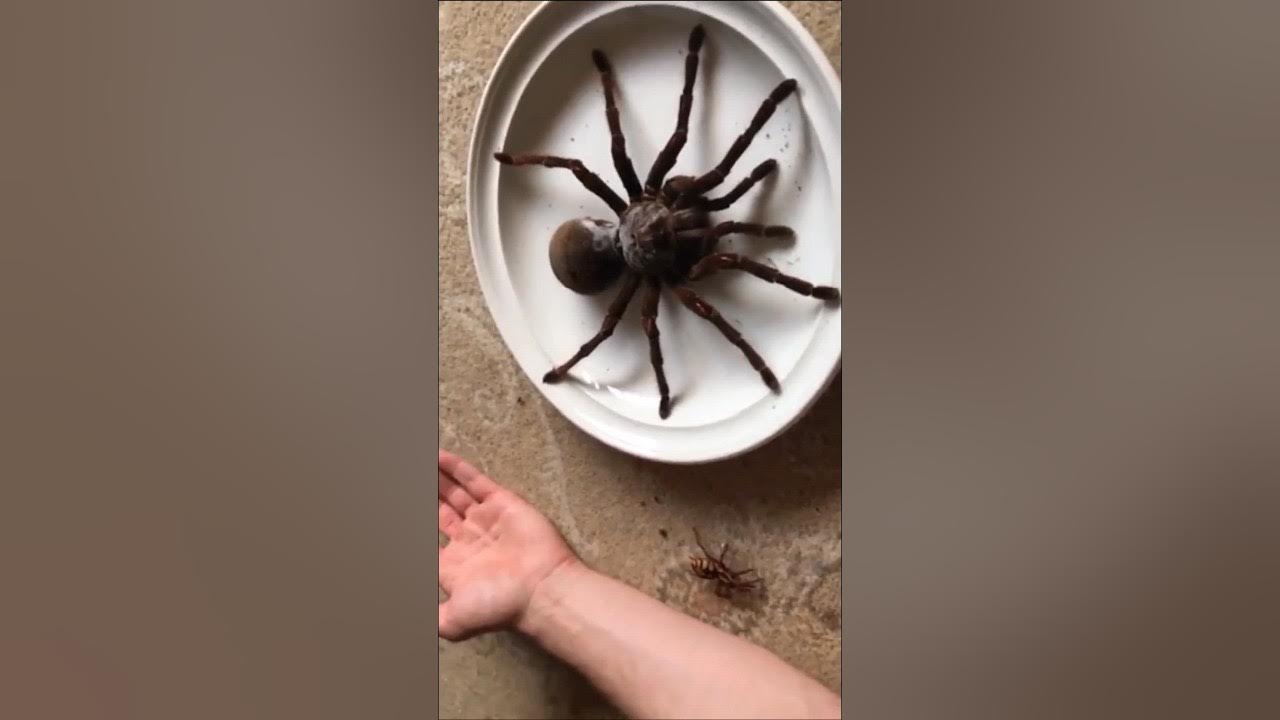 NEJMOHUTNĚJŠÍ PAVOUK SVĚTA #fyp#protebe#pavouk#pavouci#chov#chovatel#teraristika#cz#czech# ...