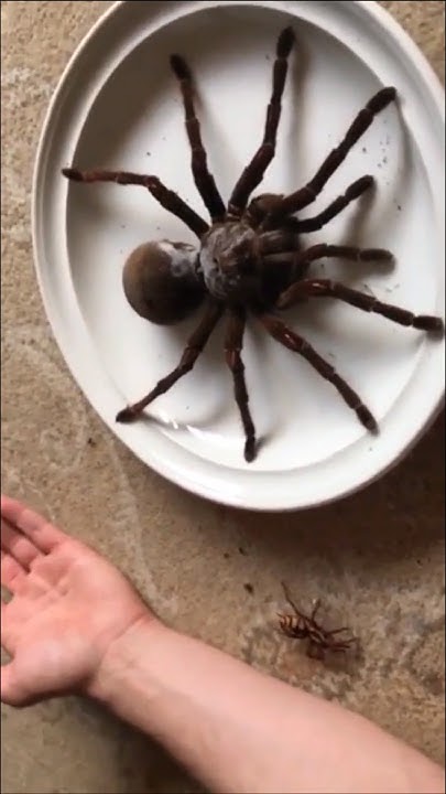 NEJMOHUTNĚJŠÍ PAVOUK SVĚTA #fyp#protebe#pavouk#pavouci#chov#chovatel#teraristika#cz#czech# ...
