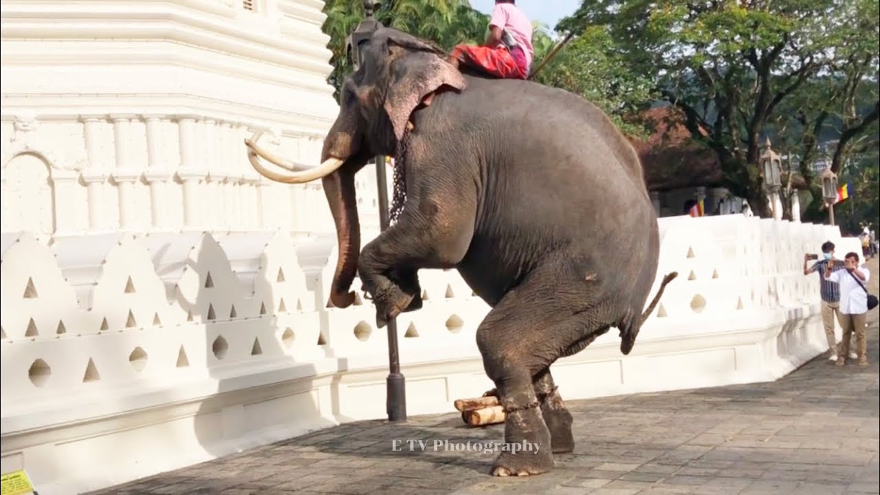 පලමු රන්දෝලිය හැඩකාරිමට පැමිනි ඇත්ගාලේ නායක තුමා ඉන්දි රාජා|indi raja ...