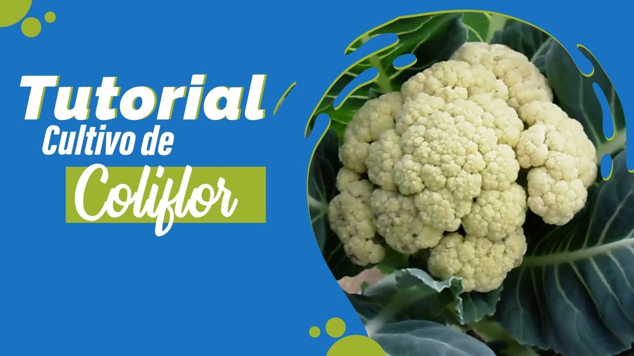 🟢 Tutorial Cultivo de Coliflor🌱 Huerta en casa🌿 - YouTube