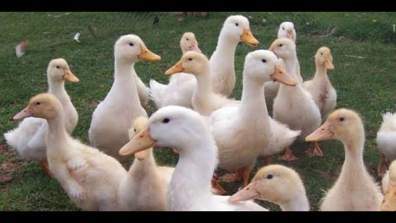 Duck Farming : How to raise ducks for meat and eggs. - YouTube