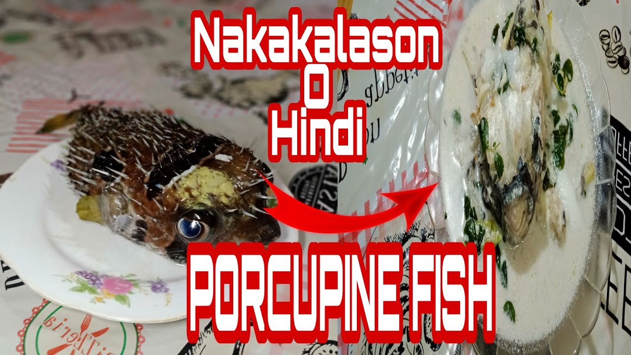 HOW TO COOK PORCUPINE FISH OR TAGUTONGAN - YouTube