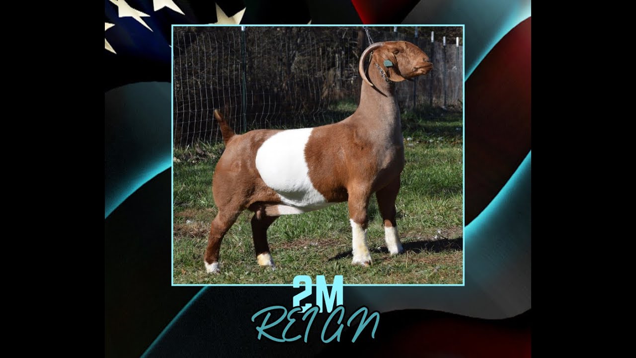 2M BOER GOATS REIGN - YouTube