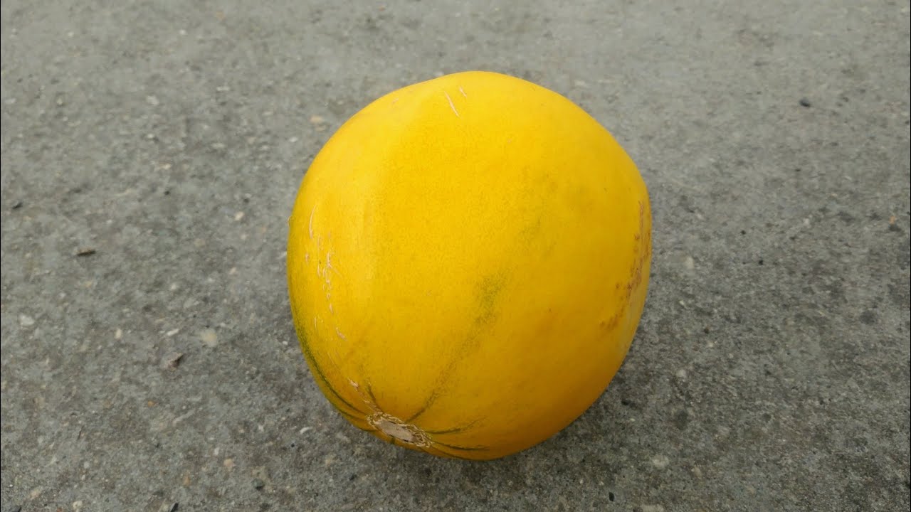 Limelon - a Melon tastes like Lime - YouTube