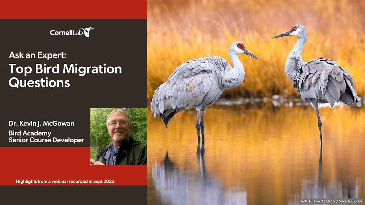 Your Top Bird Migration Questions - Answered by Our Expert - YouTube