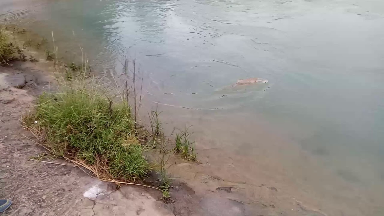 Fishing in nangal Bhakdha Deam DK - YouTube