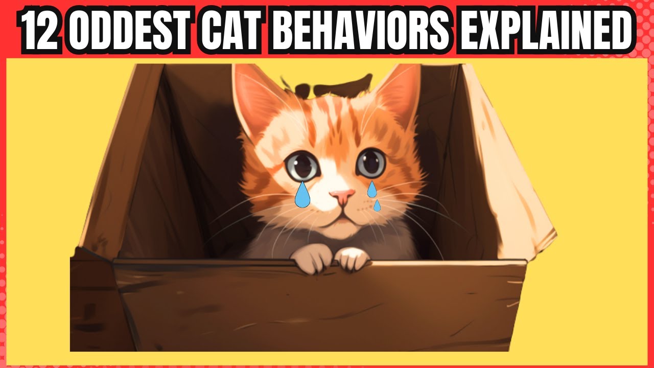 12 Most Common Odd Cat Behaviors Explained (What They Actually Mean) - YouTube