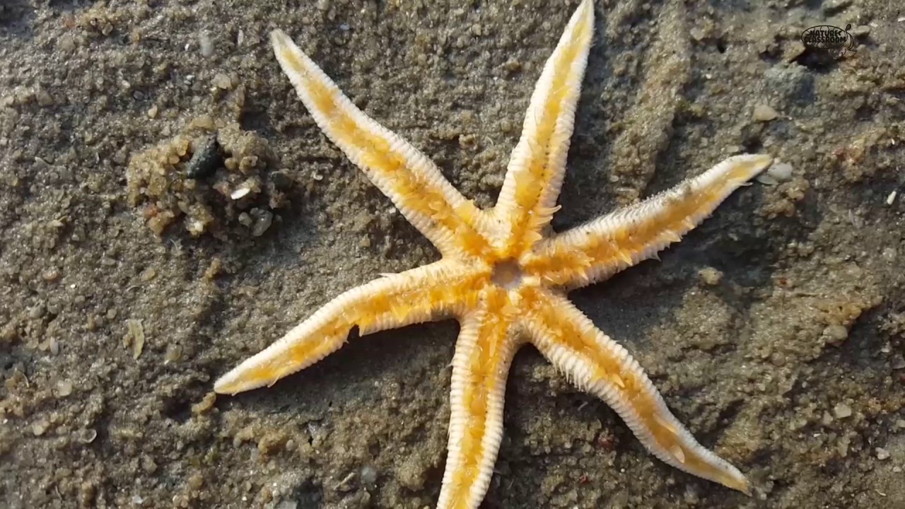 Echinoderms - YouTube
